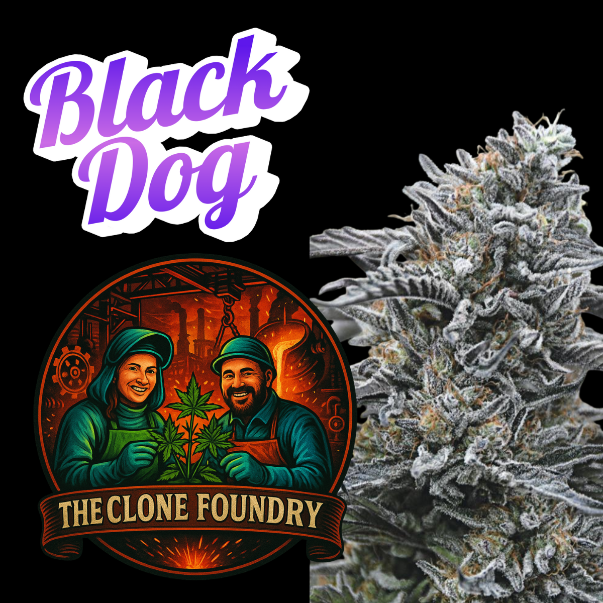 🌱 Black D.O.G. – The Clone Foundry