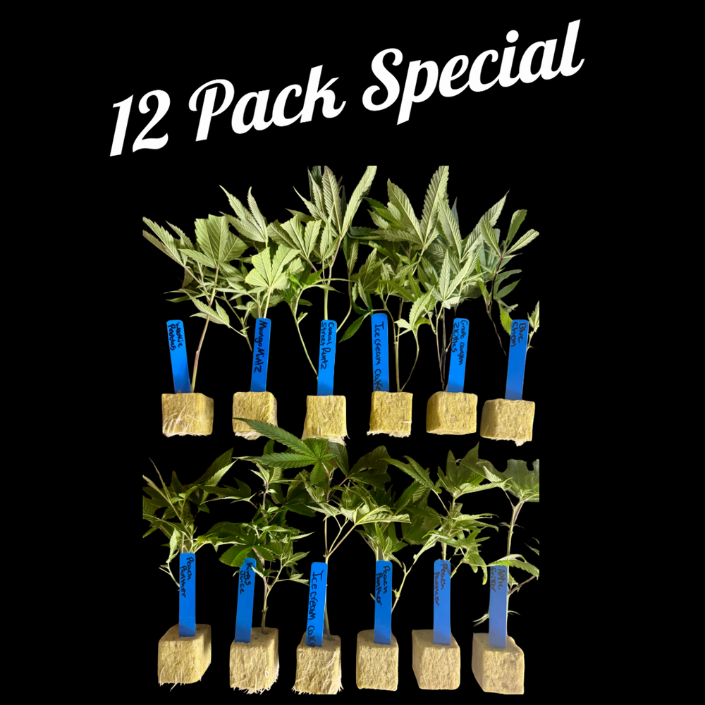 Buy Cannabis Clones Online | Nationwide Delivery | The Clone Foundry