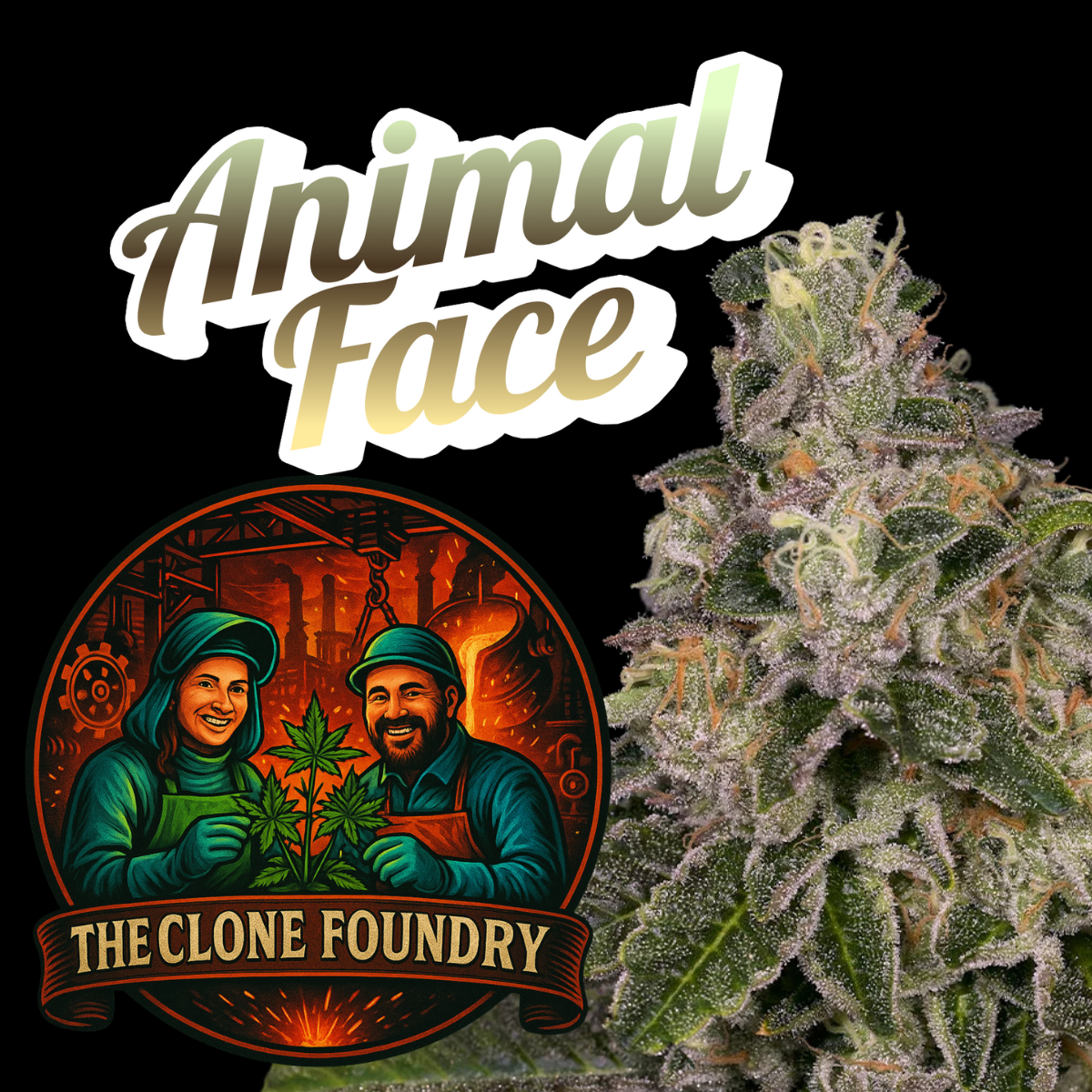 🌱 Animal Face – The Clone Foundry