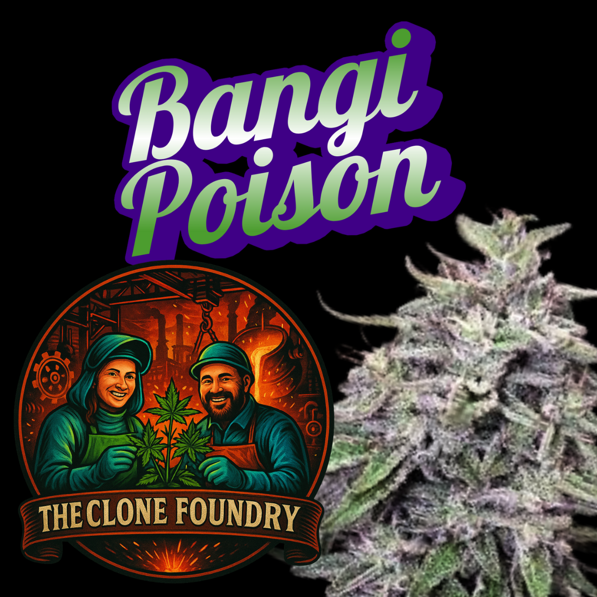 Buy Cannabis Clones Online | Nationwide Delivery | The Clone Foundry