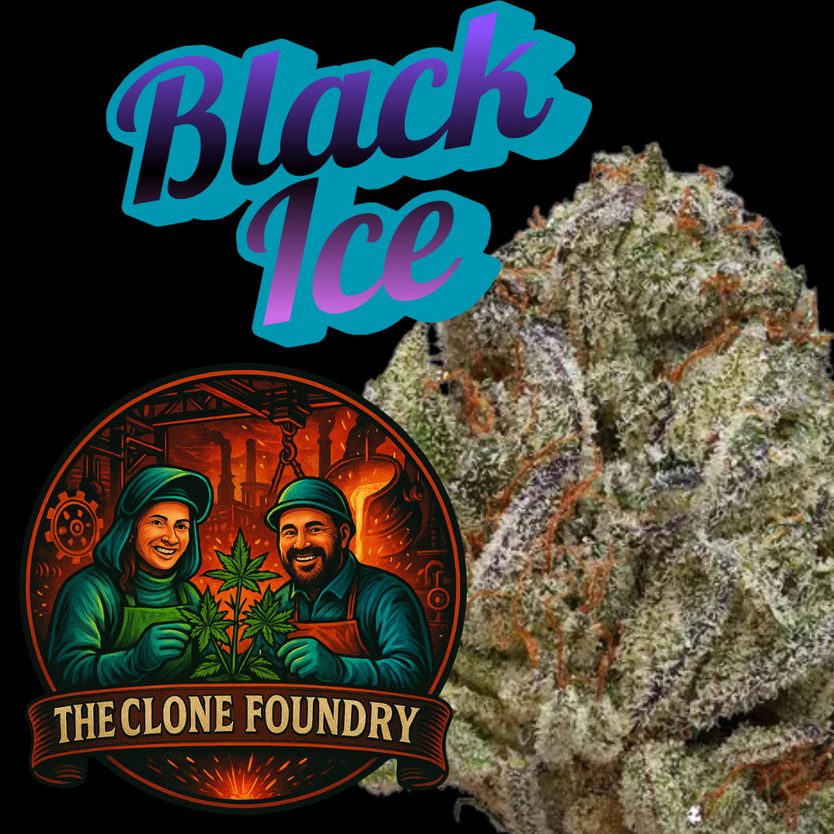 All Cannabis Clones for Sale – Buy Verified Genetics Online – The Clone Foundry