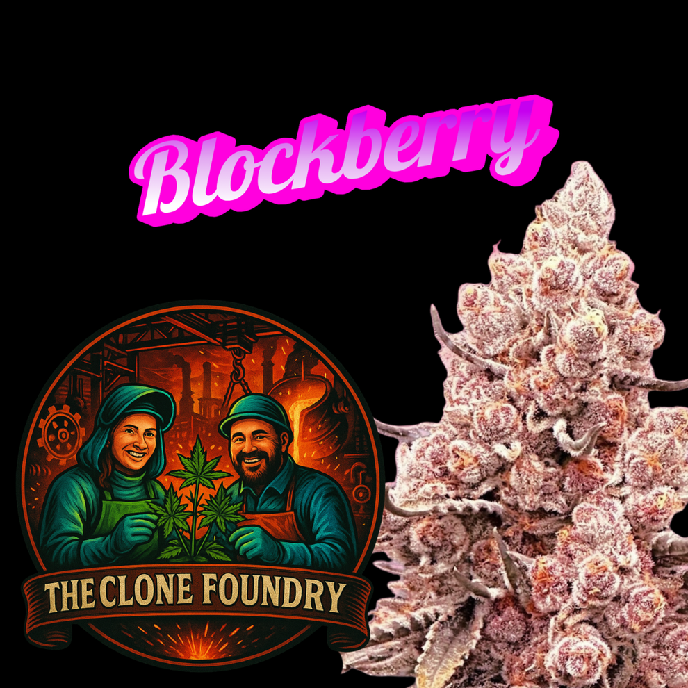 🌱 Blockberry – The Clone Foundry