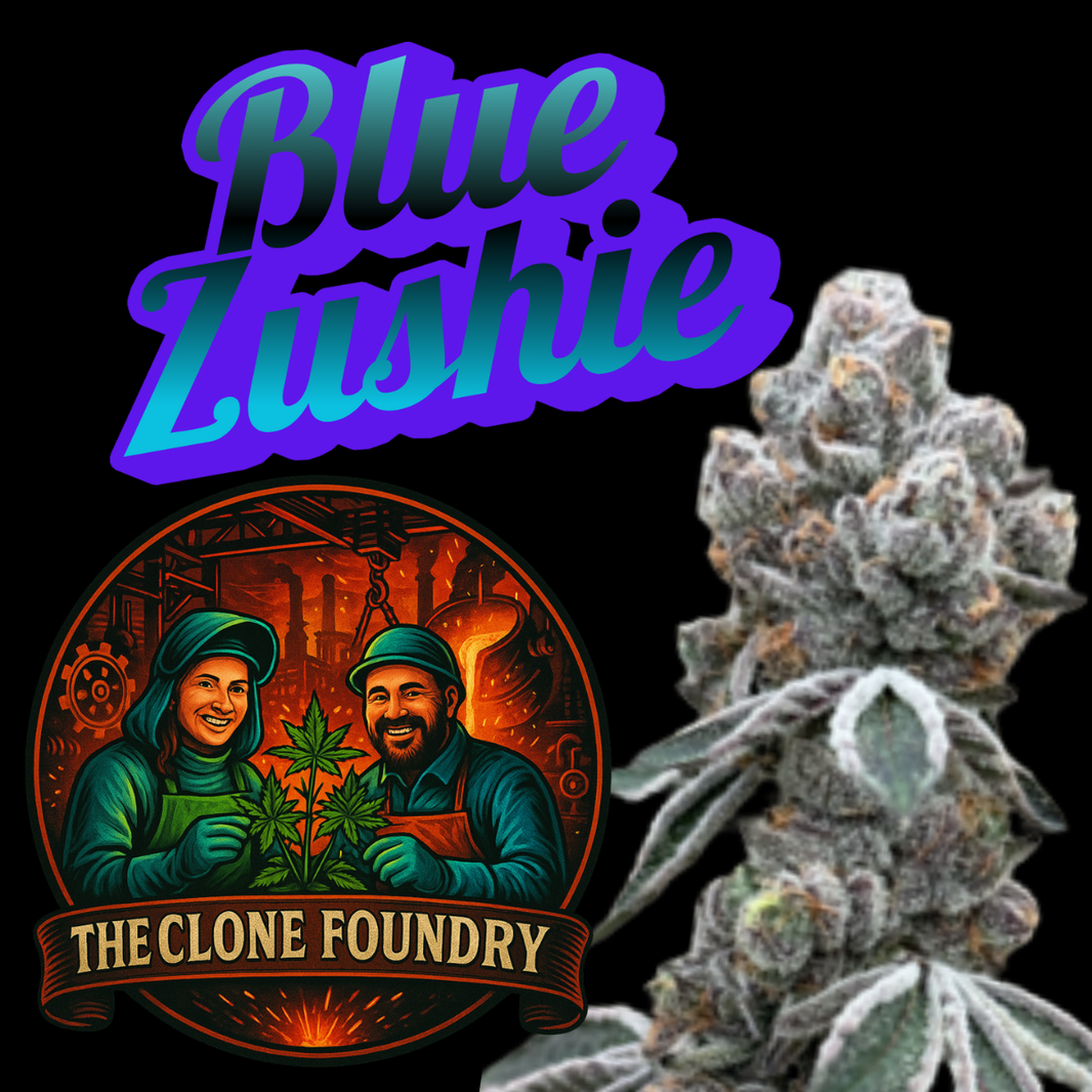 Buy Cannabis Clones Online | Nationwide Delivery | The Clone Foundry