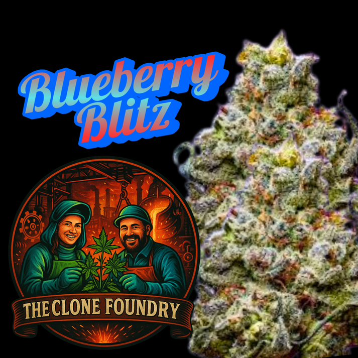 🌱 Blueberry Blitz – The Clone Foundry