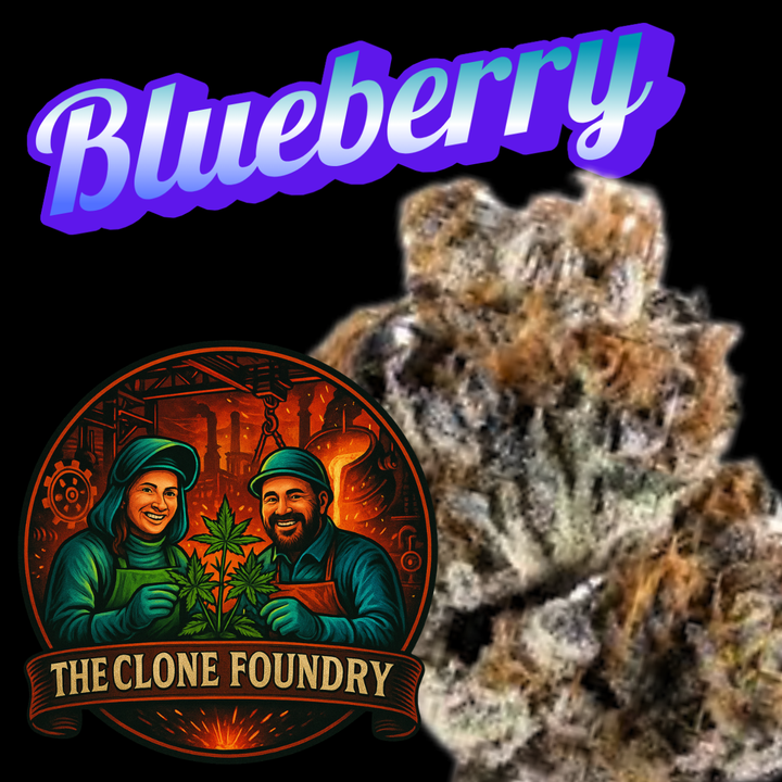 All Cannabis Clones for Sale – Buy Verified Genetics Online – The Clone ...