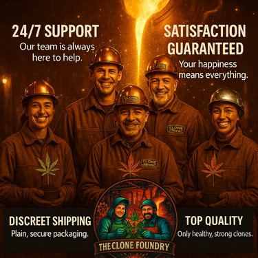 Buy Cannabis Clones Online | Nationwide Delivery | The Clone Foundry