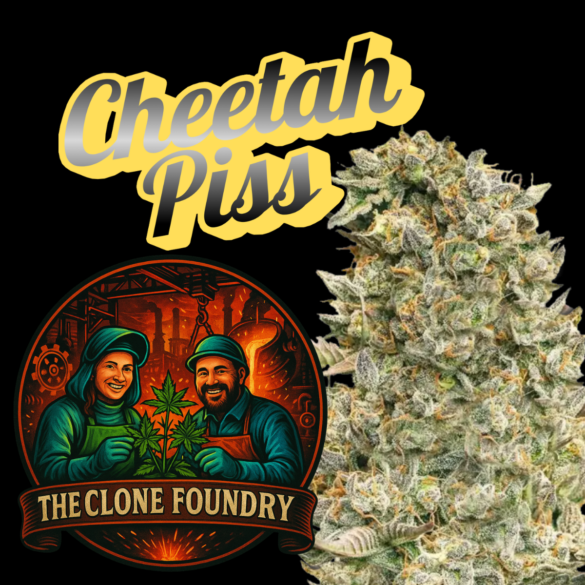All Cannabis Clones for Sale – Buy Verified Genetics Online – The Clone Foundry