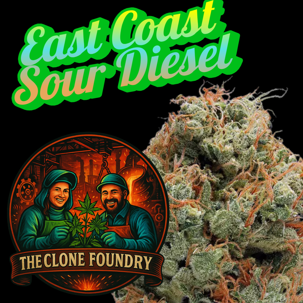🌱 East Coast Sour Diesel – The Clone Foundry