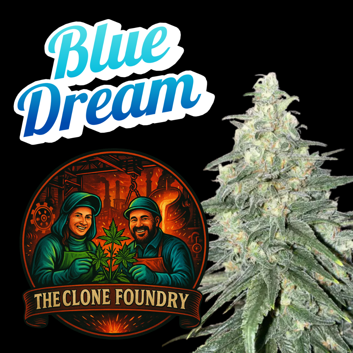 🌱 Blue Dream (Santa Cruz) – The Clone Foundry