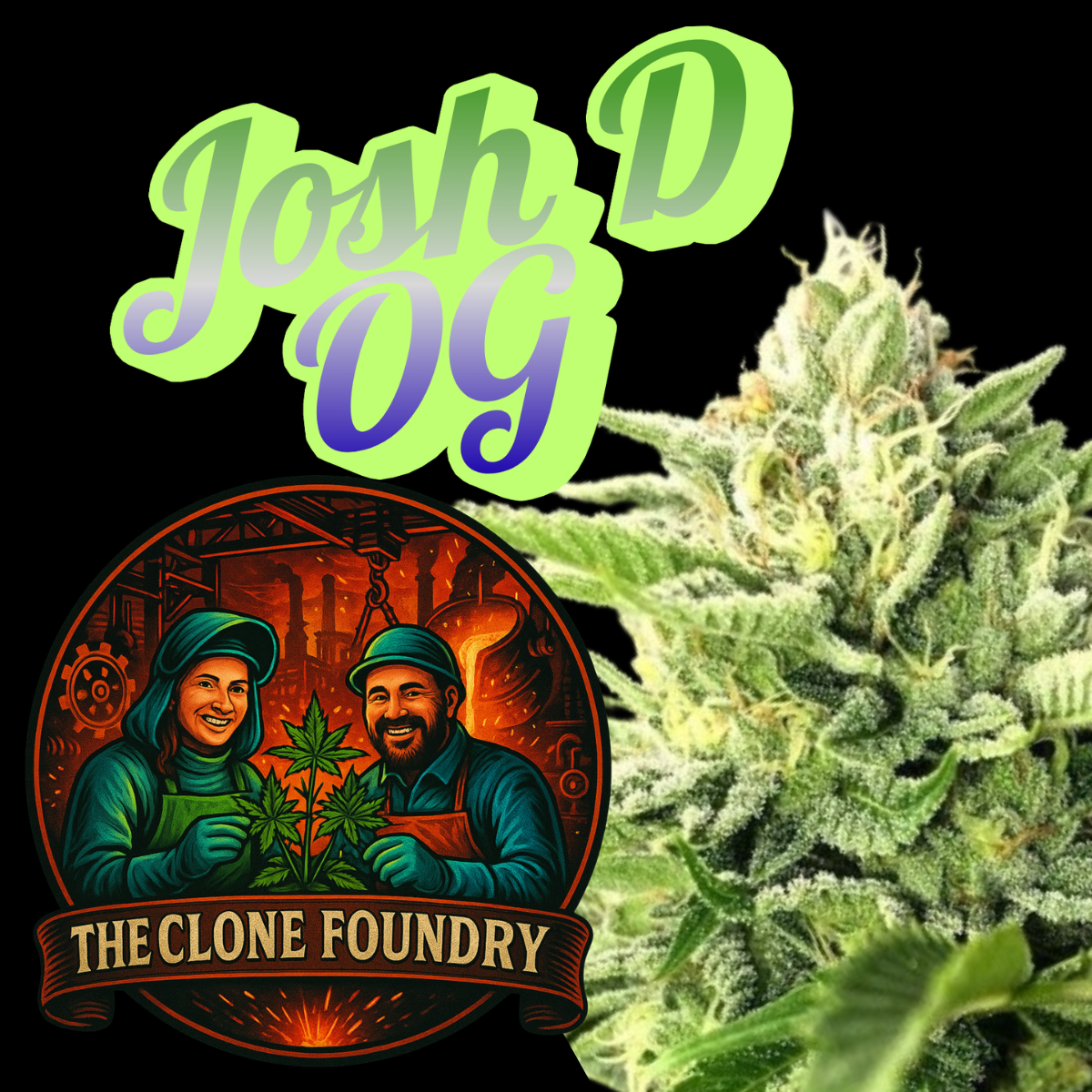 🌱 OG Kush (Josh D) – The Clone Foundry