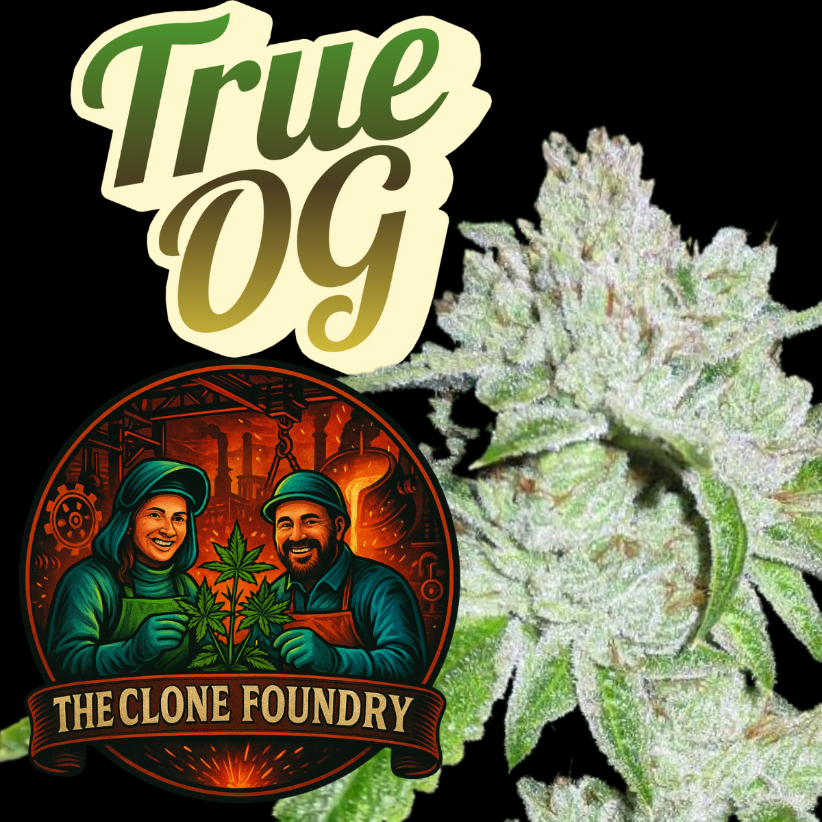 🌱 True OG – The Clone Foundry