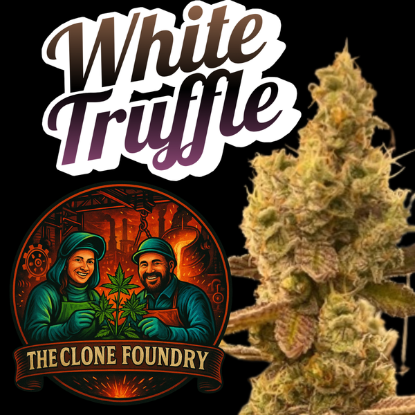 🌱 White Truffle – The Clone Foundry