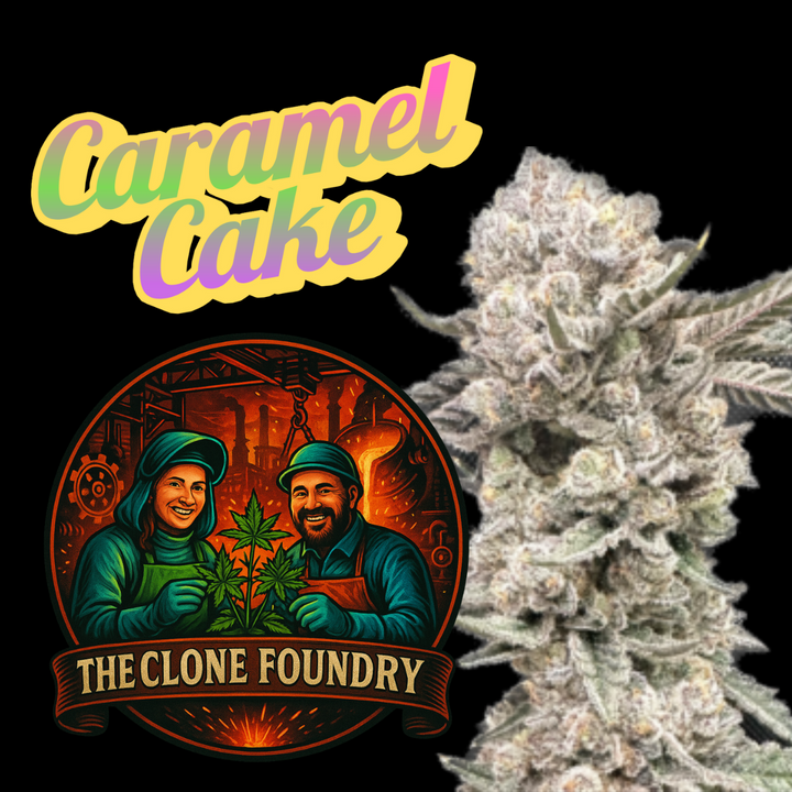 Buy Cannabis Clones Online | Nationwide Delivery | The Clone Foundry