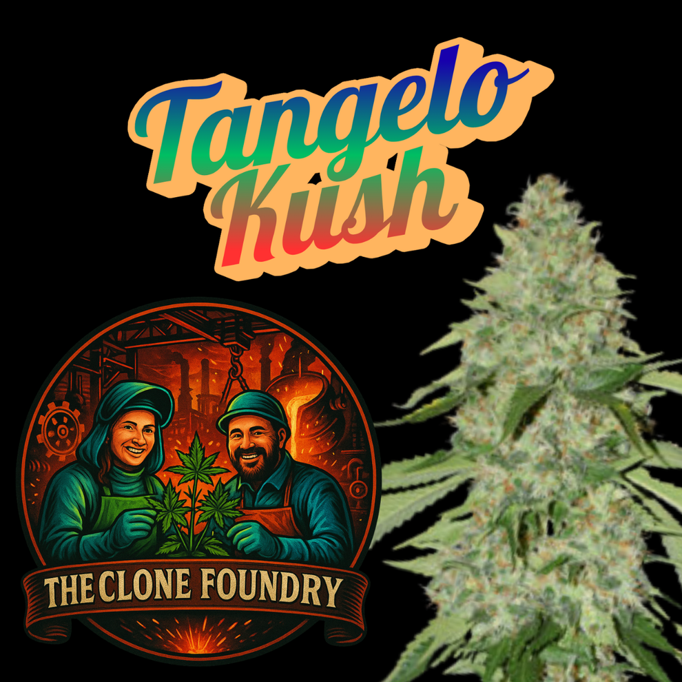 🌱 Tangelo Kush – The Clone Foundry
